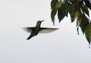 Trochilidae – kolibries – vogelkennis.nl